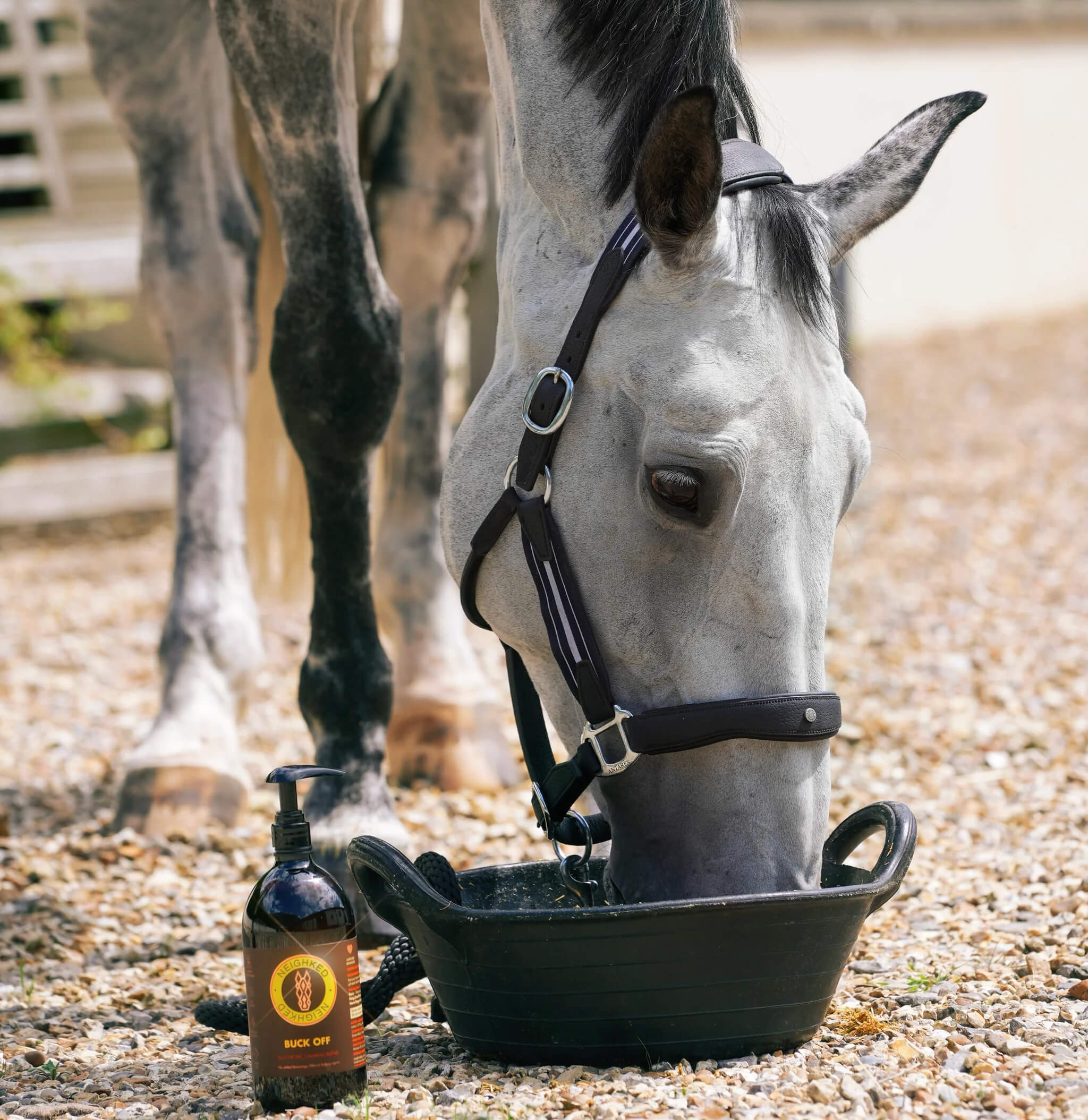 Best Horse Calmer Solutions for Nervous Equines – NEIGHKED