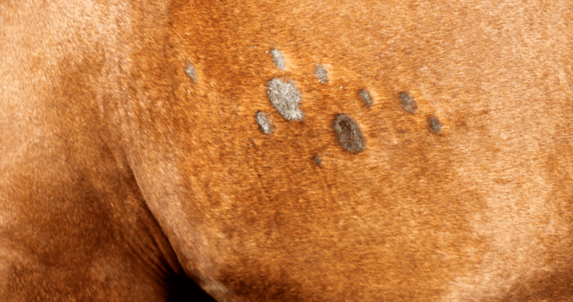 Tackling Ringworm in Horses: What Every Equine Enthusiast Needs to Kno ...