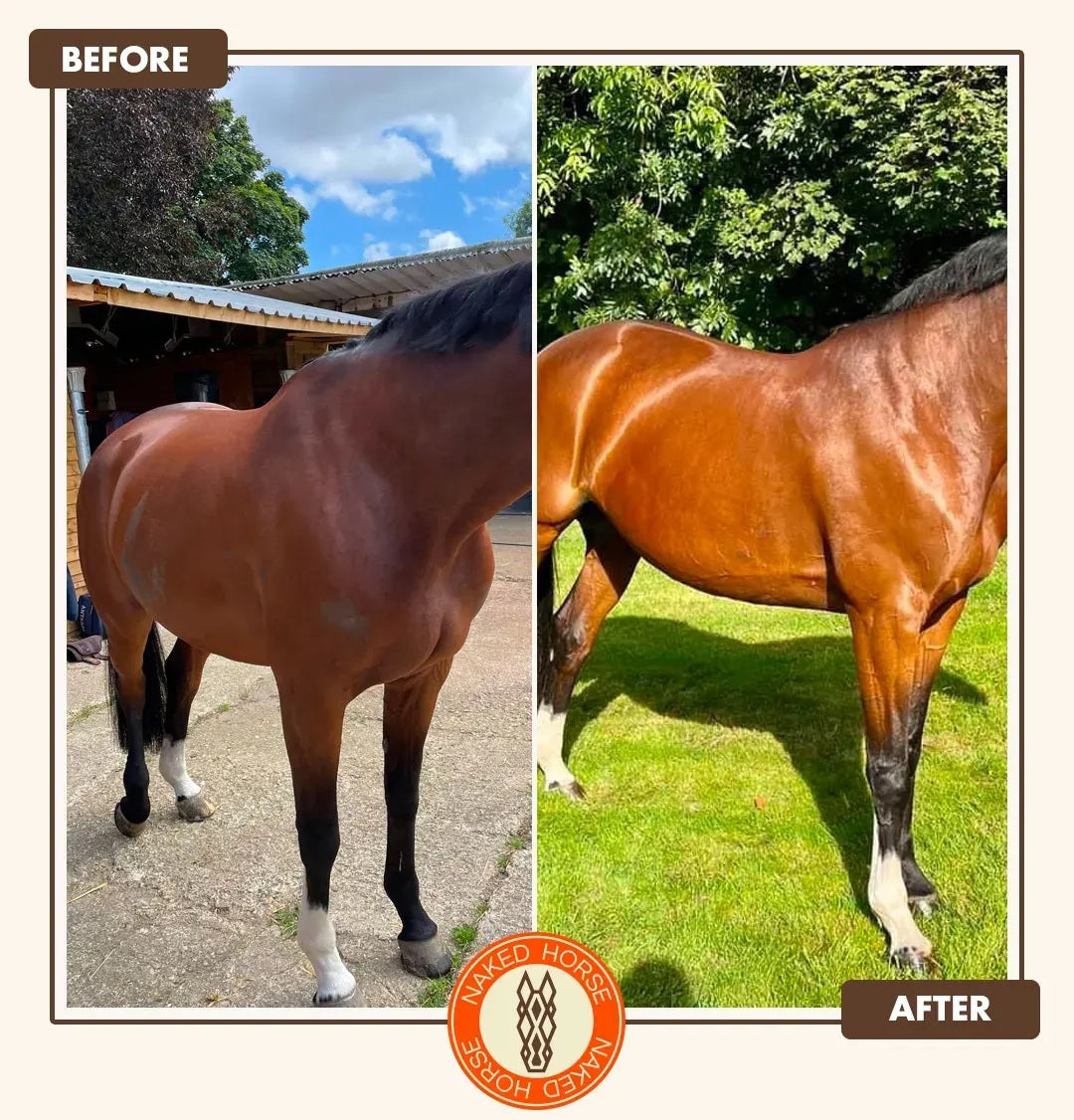 How to get your horse super shiny – NEIGHKED